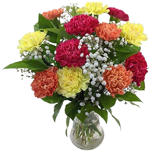 Carnation Surprise – South Africa Florist