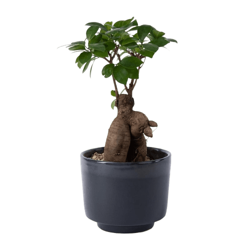 Ficus Ginseng – South Africa Florist